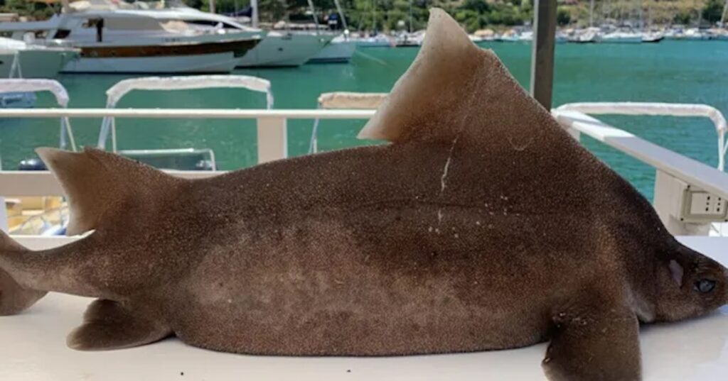 È arrivato lo squalo angolato nel mare siciliano, meglio conosciuto ...